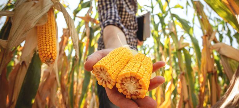 Agrycorner maïs : Comment choisir sa semence et quels traitements