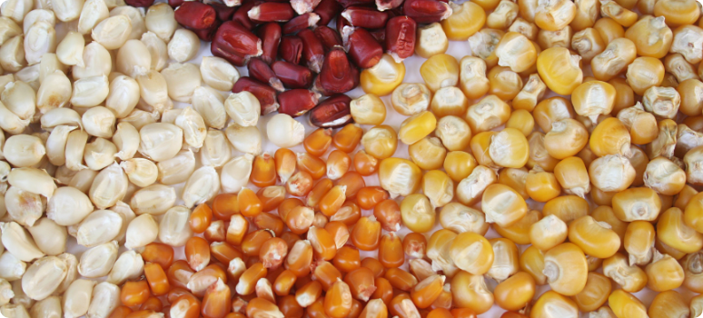 Agricorner maïs : Les différents types de maïs